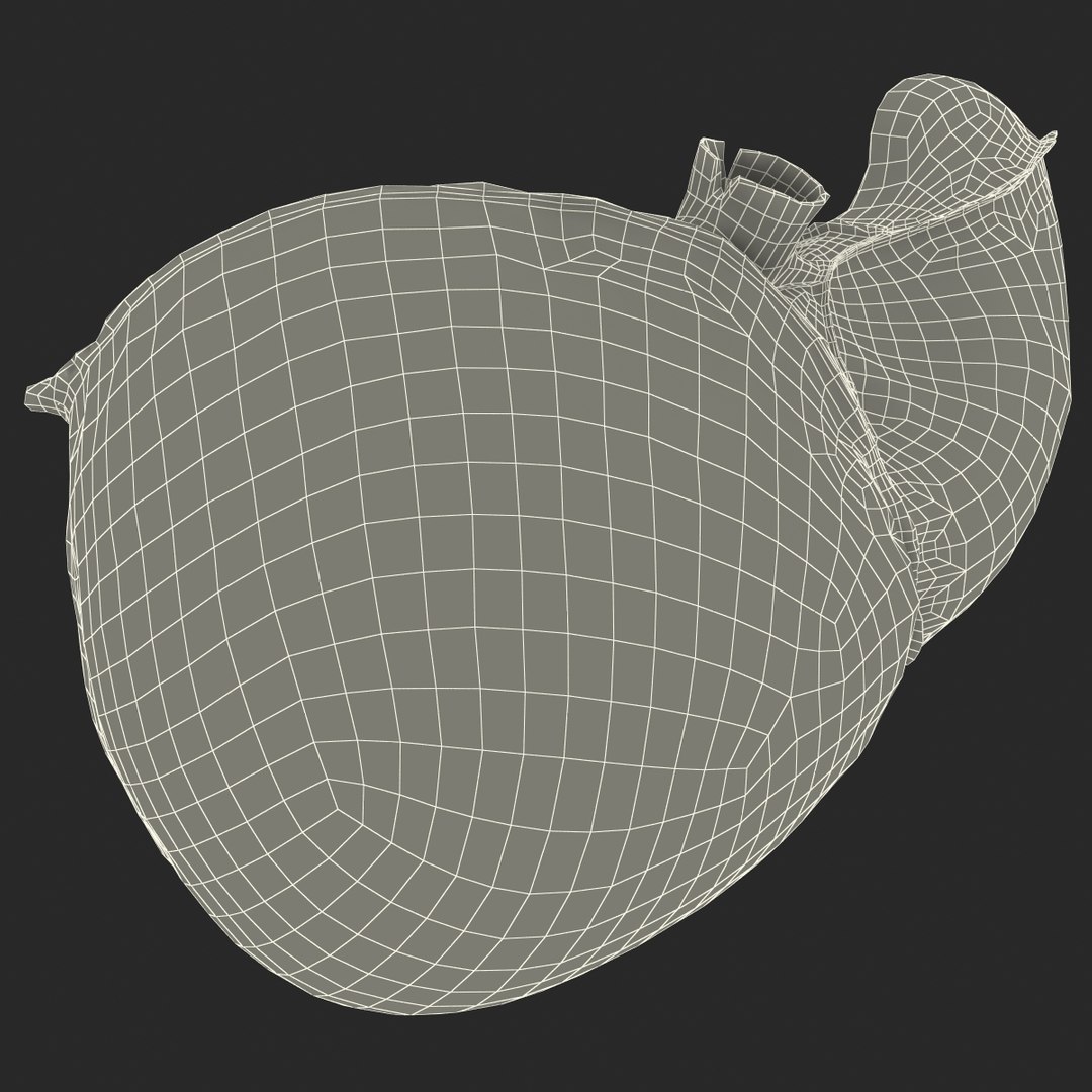 3dsmax Human Liver