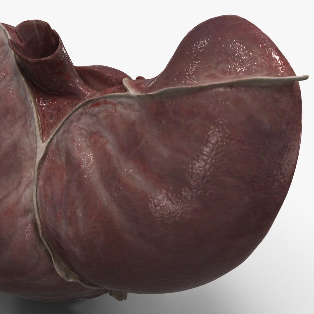 3dsmax Human Liver