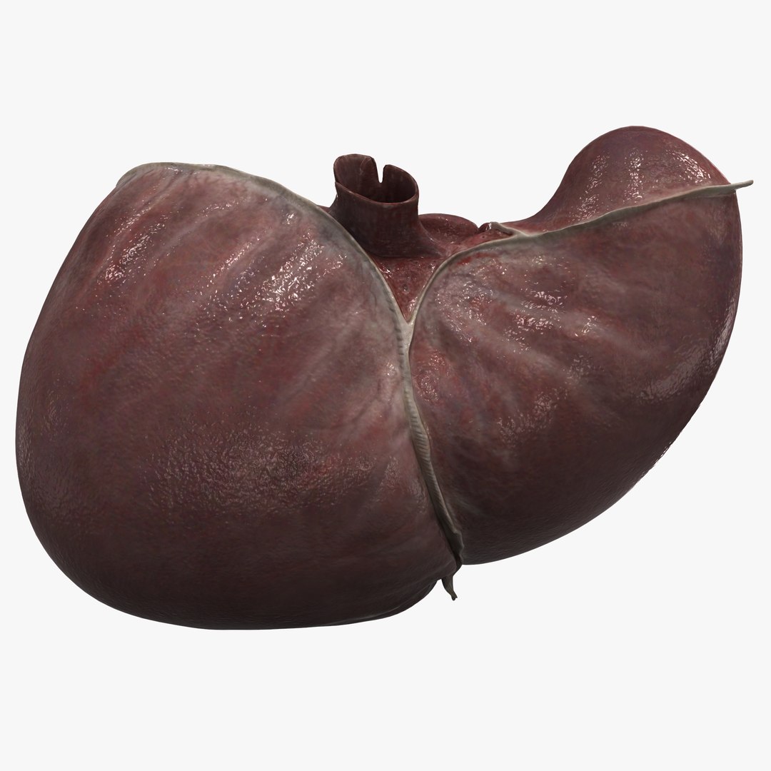 3dsmax Human Liver