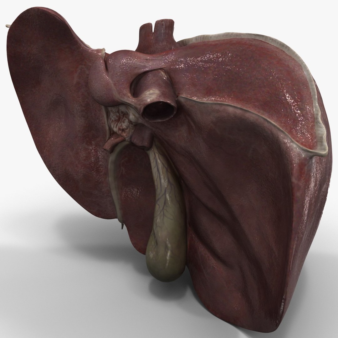 3dsmax Human Liver