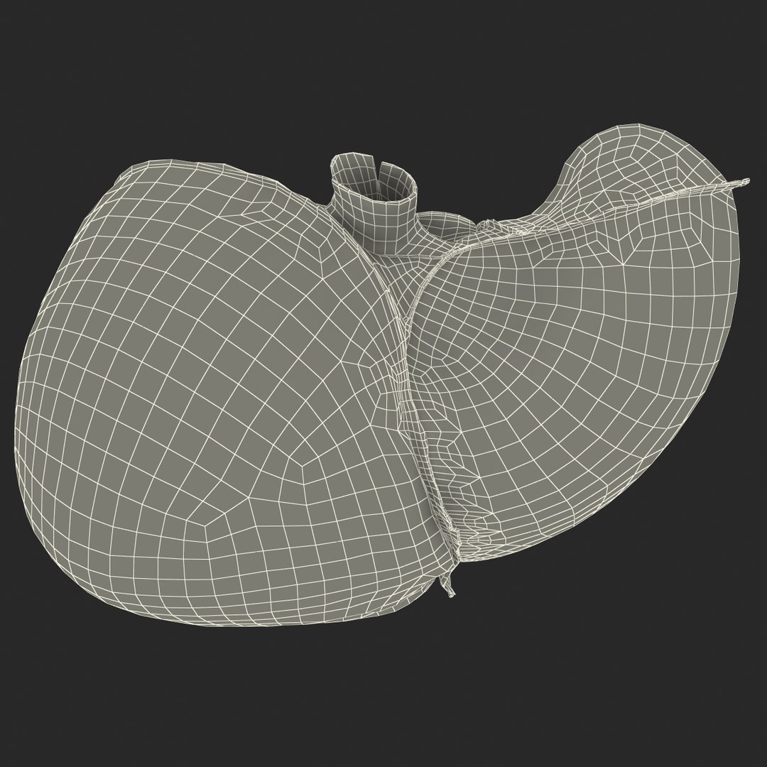 3dsmax Human Liver