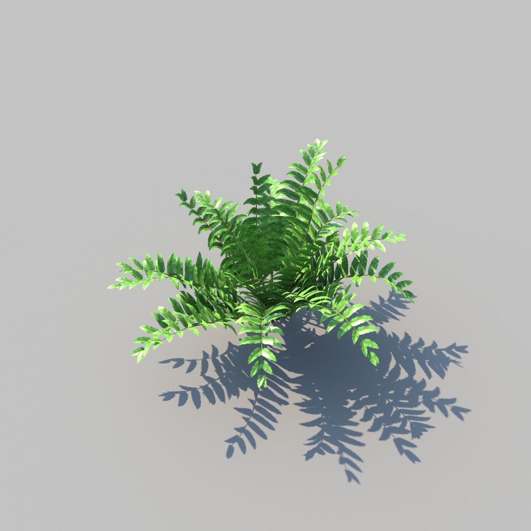 3D Boston Fern Animation - TurboSquid 1349415