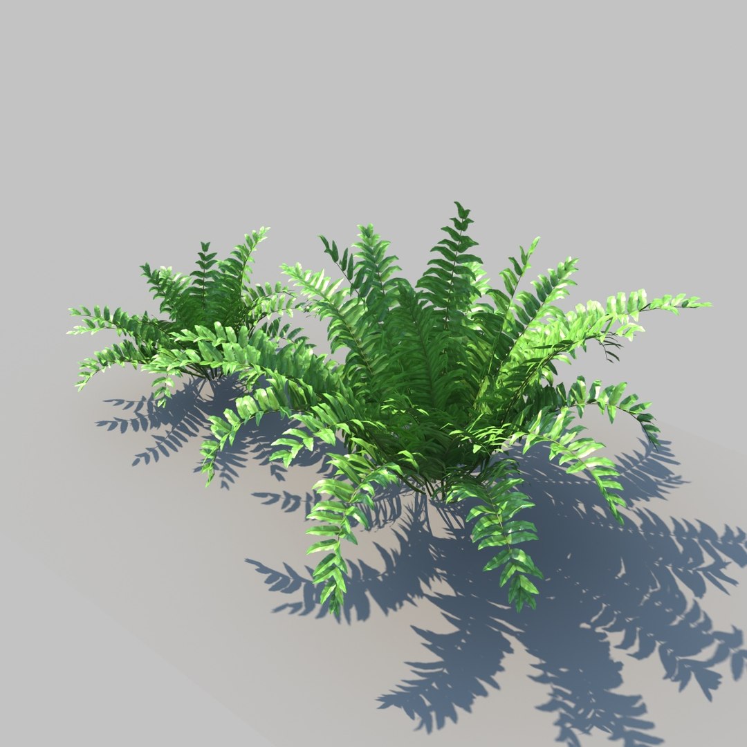 3D Boston Fern Animation - TurboSquid 1349415