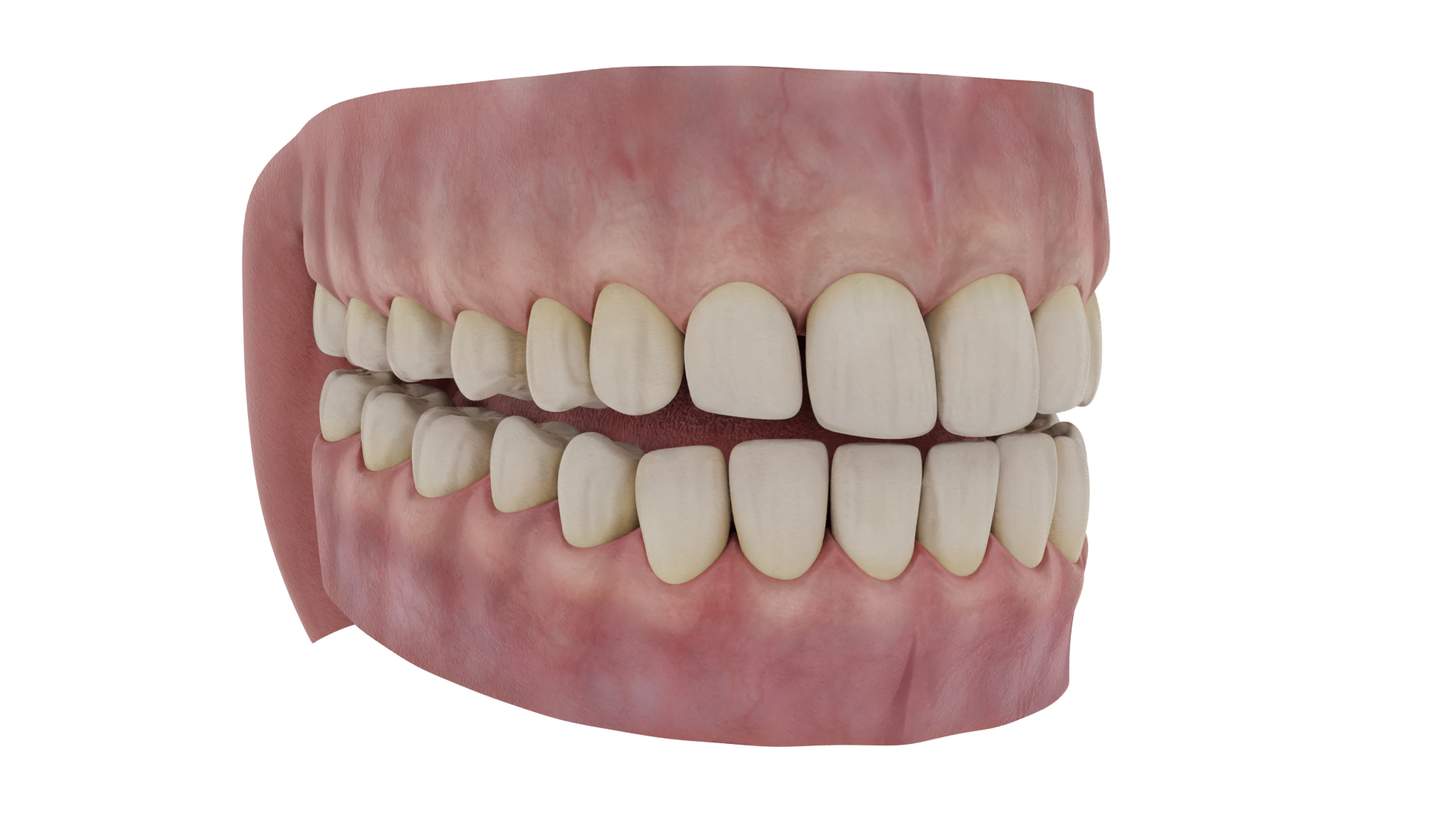 3D Classic Human Dentition Model - TurboSquid 1993351