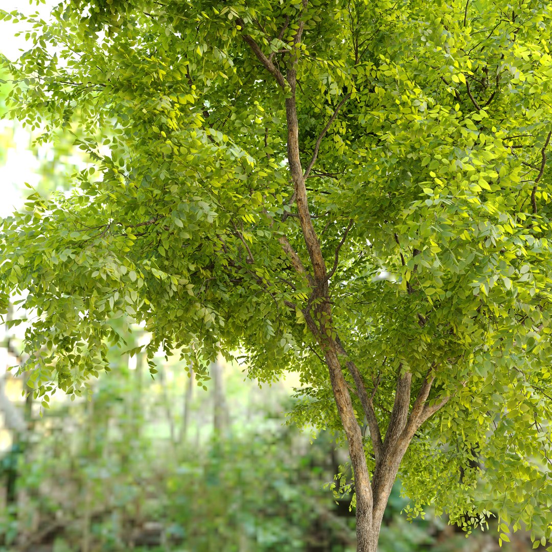 Dynasty chinese elm 3D model - TurboSquid 1956966