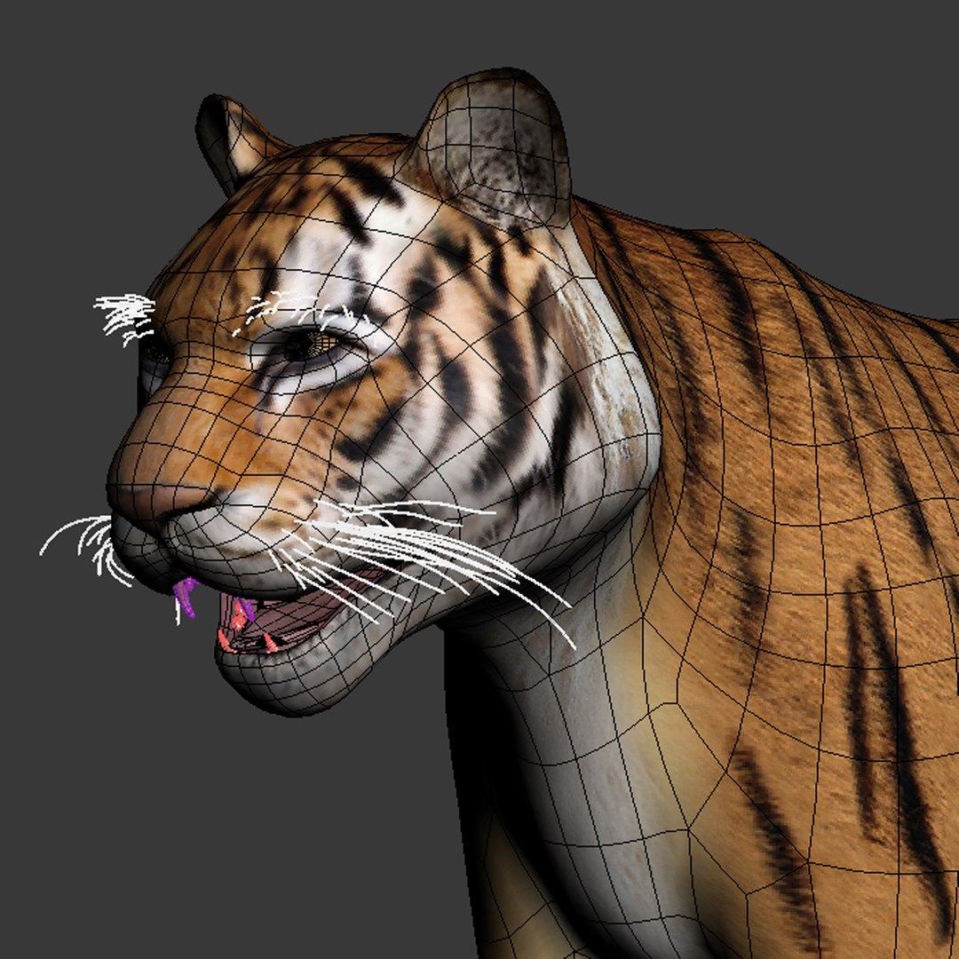 Tiger Animation 3d Model