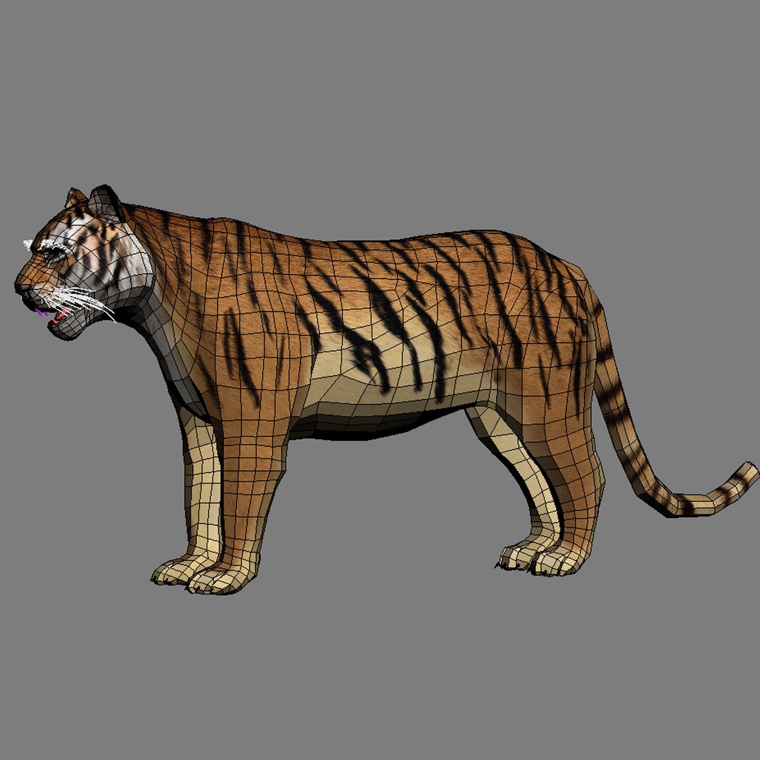 Tiger Animation 3d Model