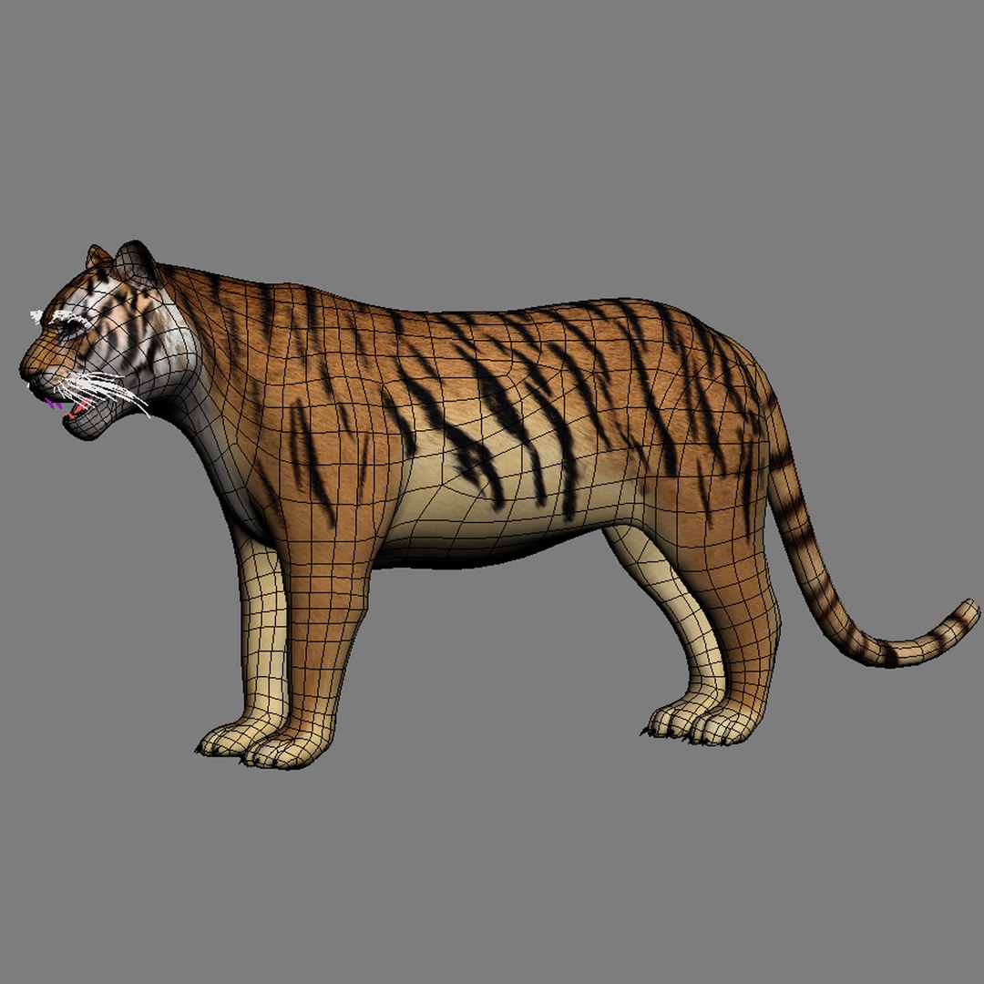 Tiger Animation 3d Model