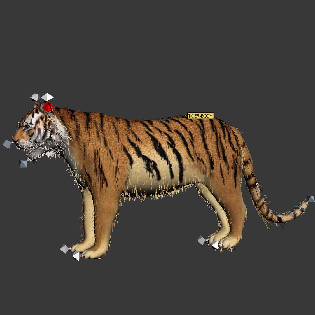 Tiger Animation 3d Model
