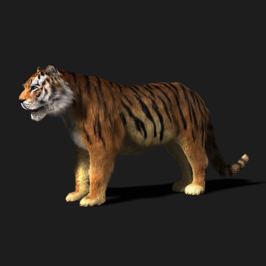 Tiger Animation 3d Model
