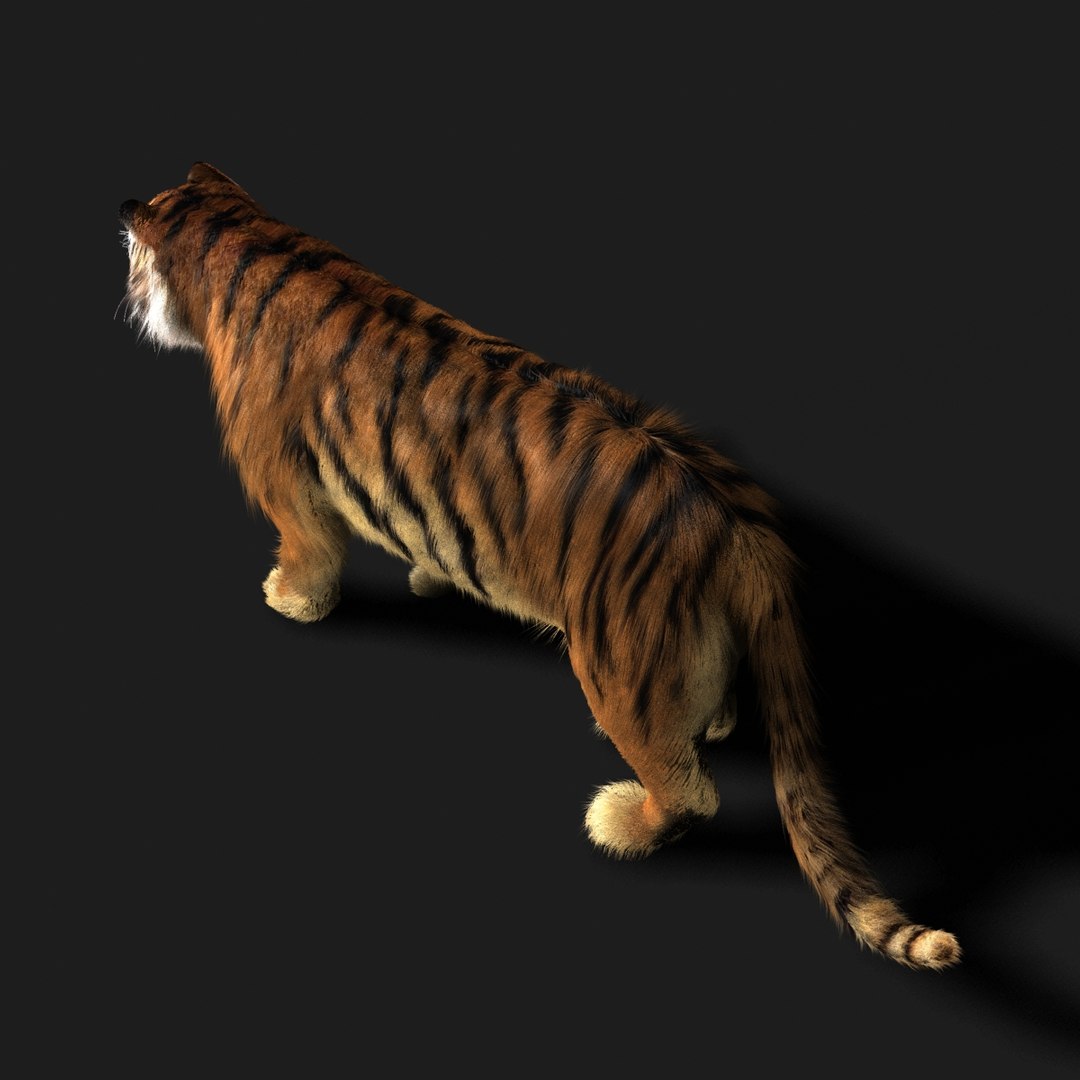 Tiger Animation 3d Model