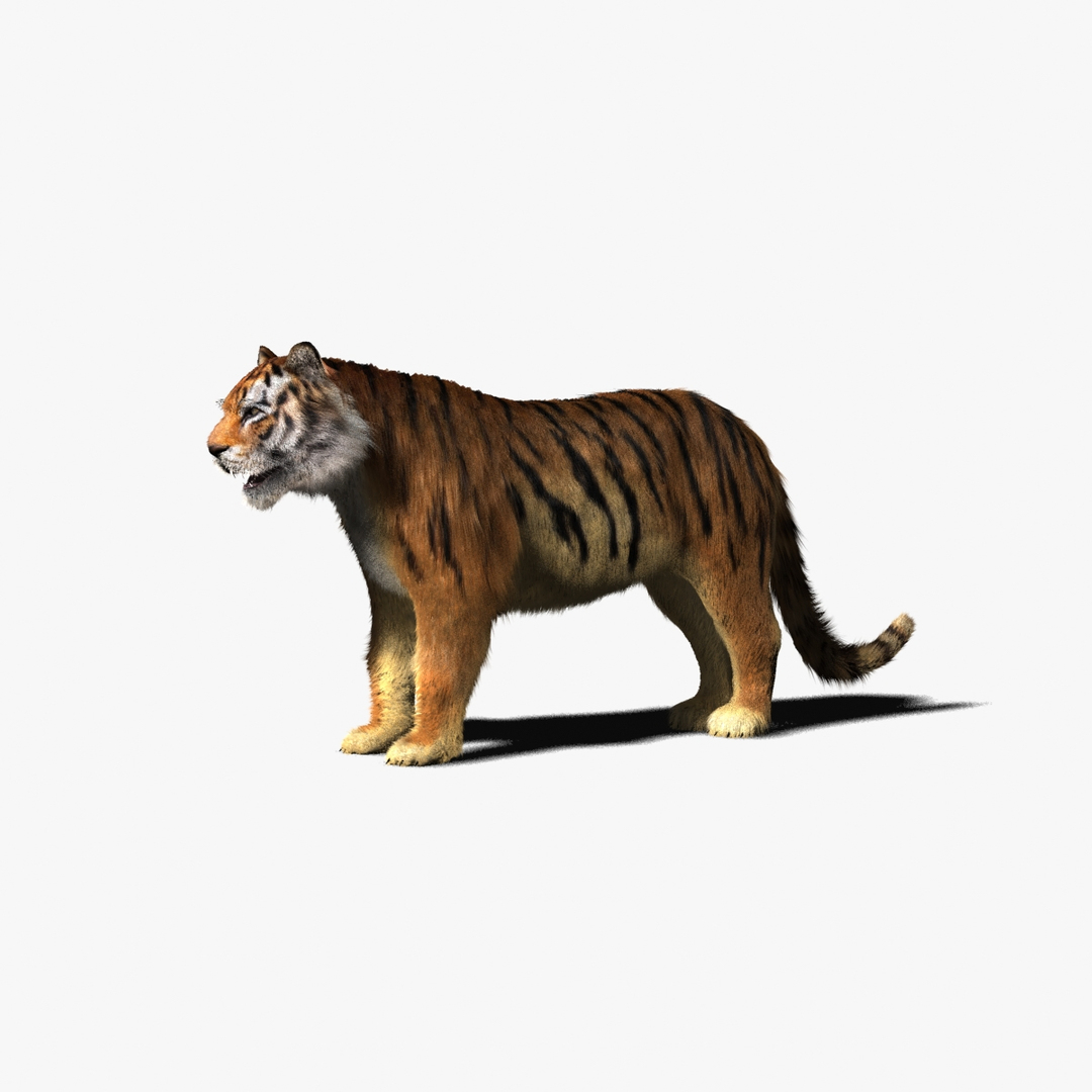Tiger Animation 3d Model