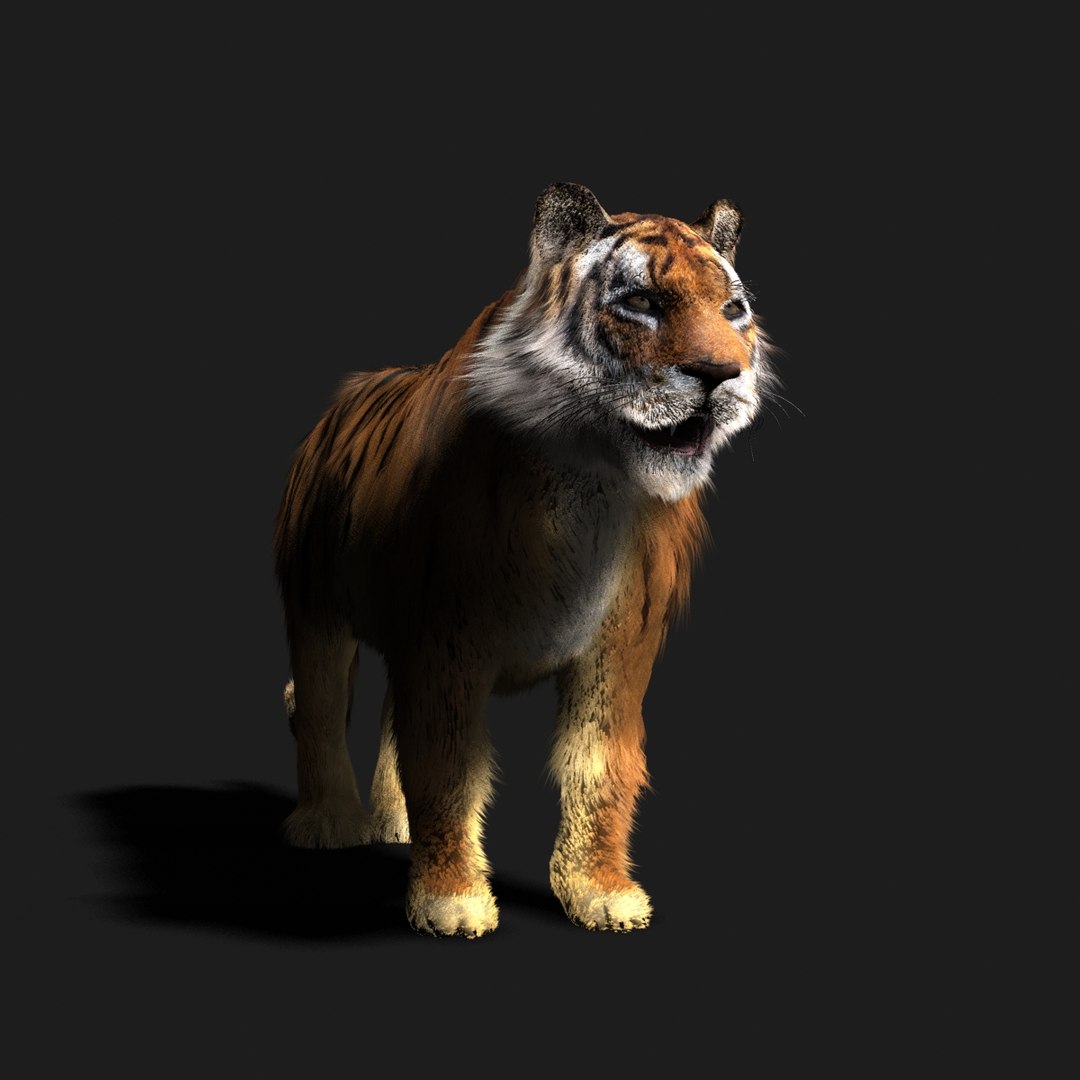 Tiger Animation 3d Model