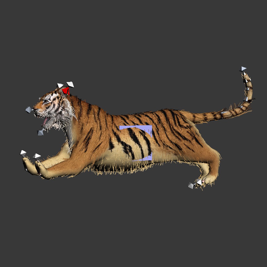 Tiger Animation 3d Model
