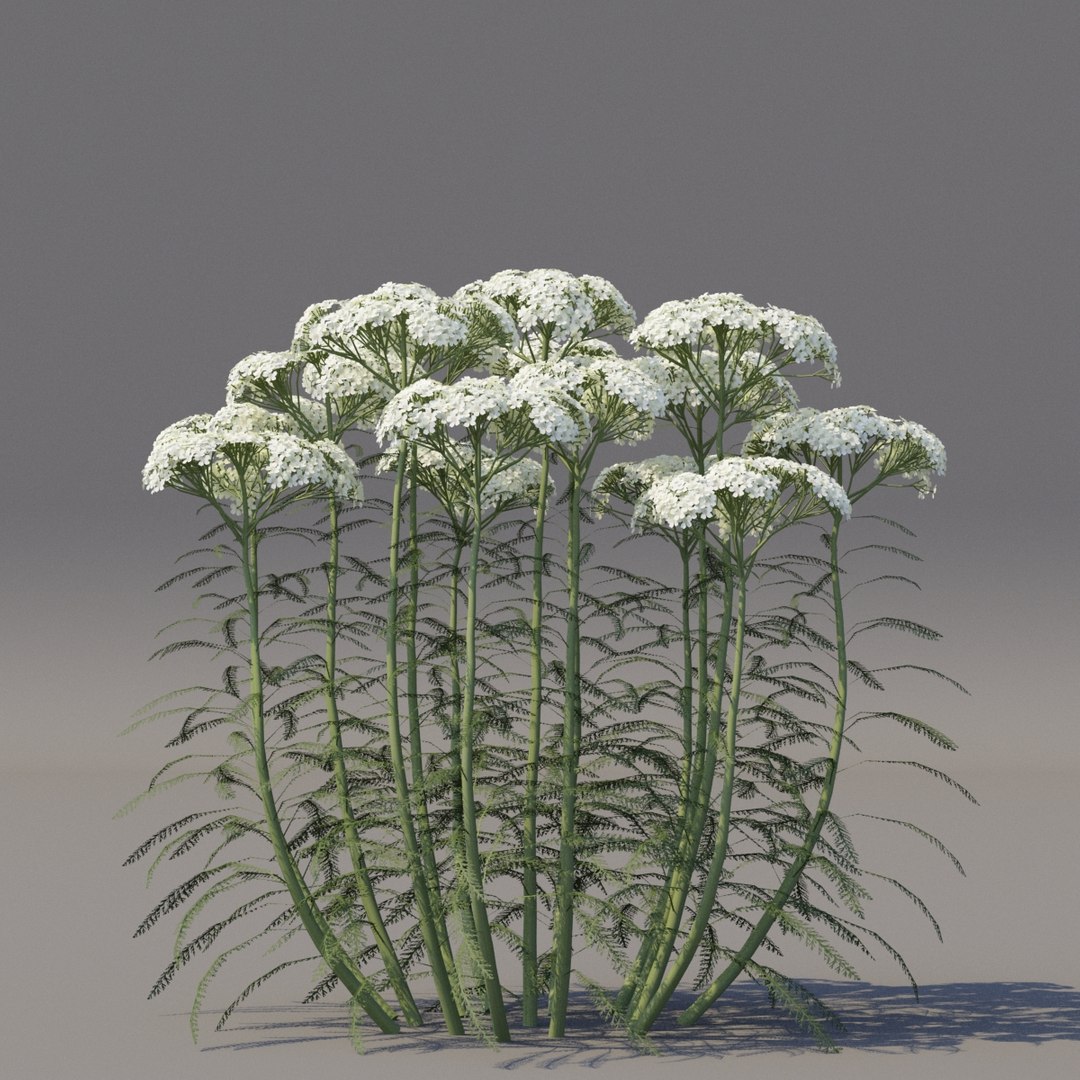 Bush 3D Model - TurboSquid 1446547