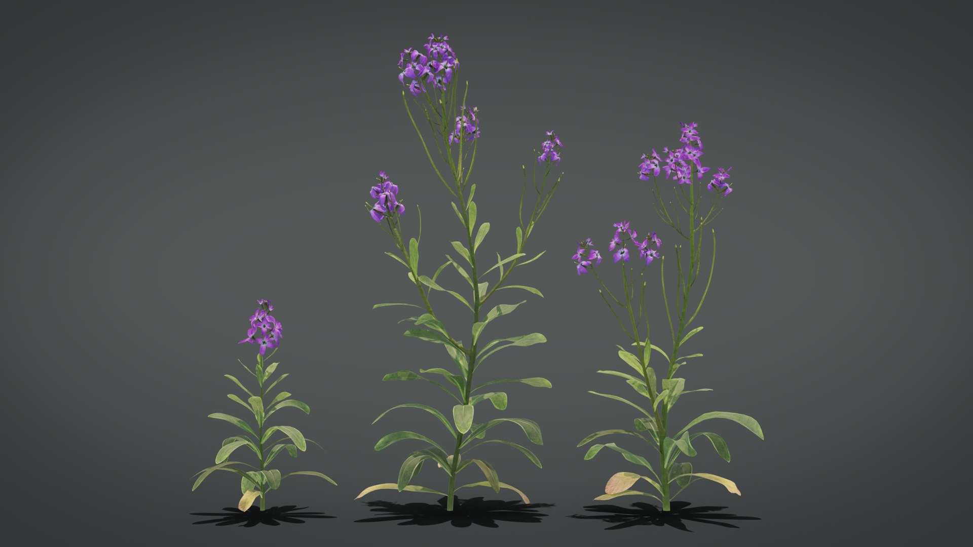 3D Violet Flower Model - TurboSquid 2068023