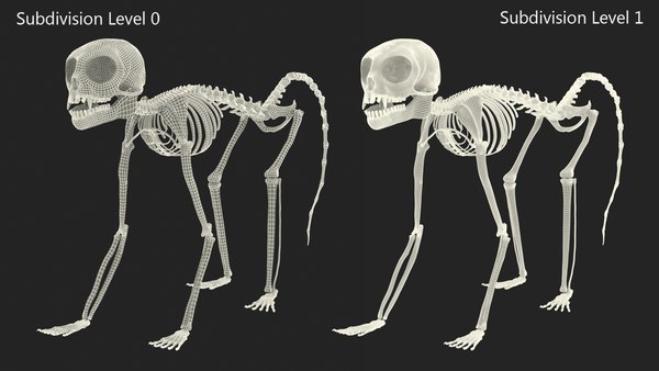 modelo 3d Esqueleto de mono tití común arrastrándose - TurboSquid 2310328