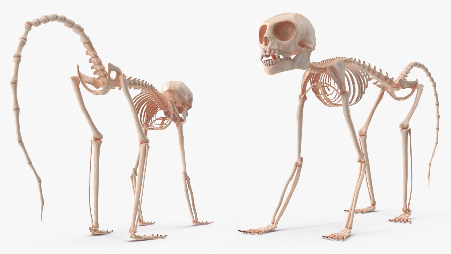 3D Common Marmoset Monkey Skeleton Crawling - TurboSquid 2310328