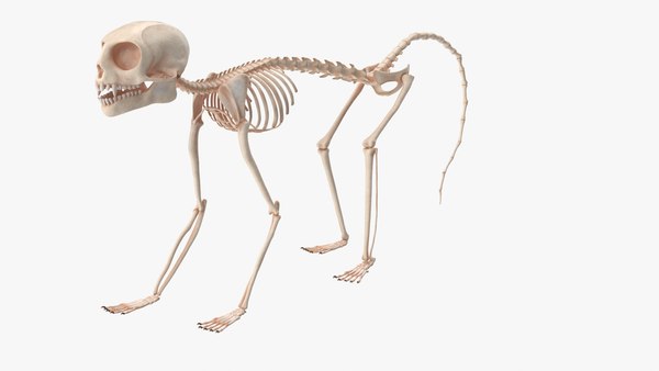 modelo 3d Esqueleto de mono tití común arrastrándose - TurboSquid 2310328