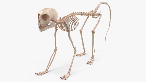 modelo 3d Esqueleto de mono tití común arrastrándose - TurboSquid 2310328