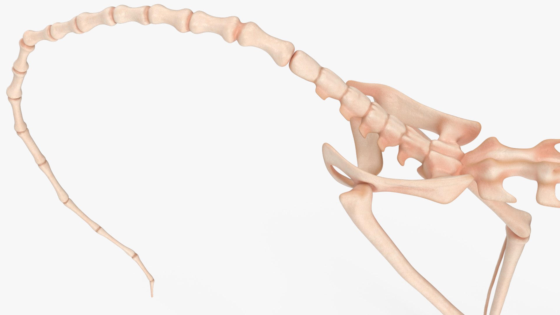 3D Common Marmoset Monkey Skeleton Crawling - TurboSquid 2310328