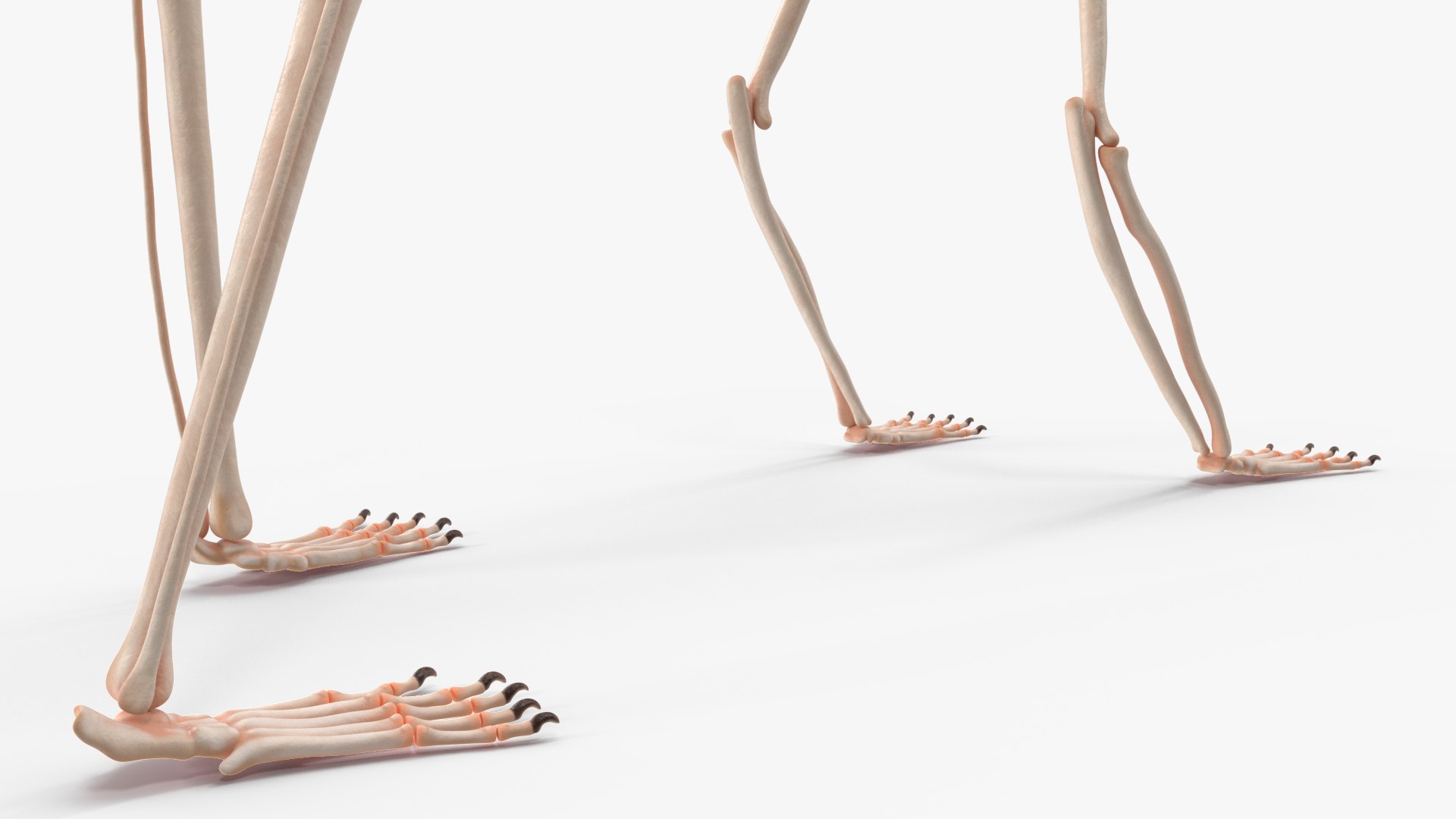 3D Common Marmoset Monkey Skeleton Crawling - TurboSquid 2310328