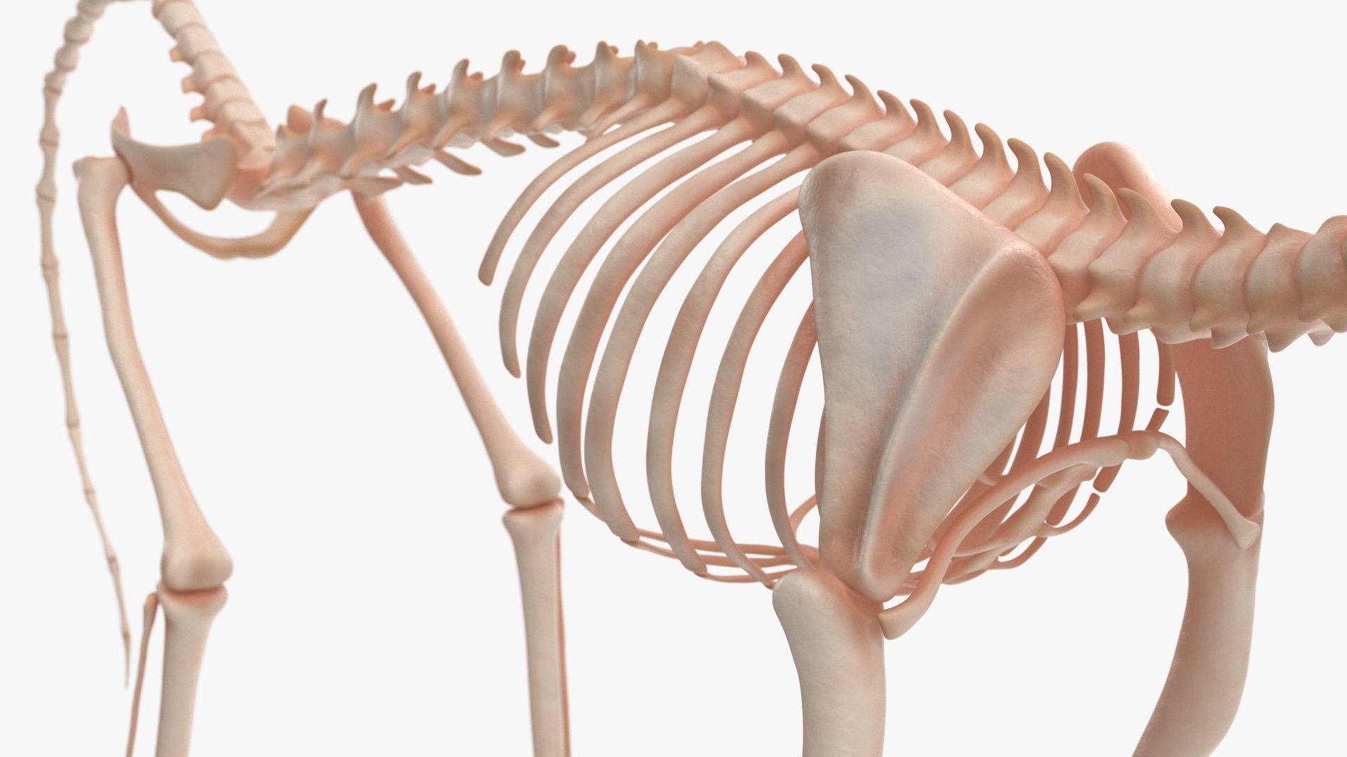 3D Common Marmoset Monkey Skeleton Crawling - TurboSquid 2310328