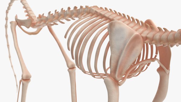 modelo 3d Esqueleto de mono tití común arrastrándose - TurboSquid 2310328