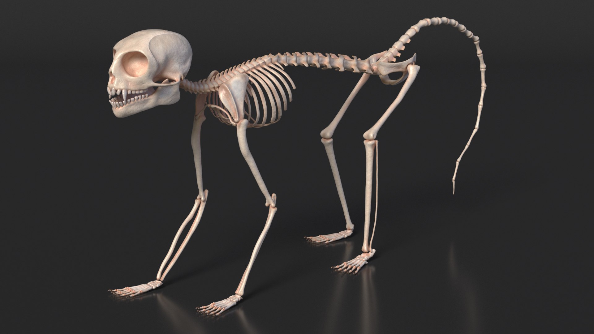 3D Common Marmoset Monkey Skeleton Crawling - TurboSquid 2310328