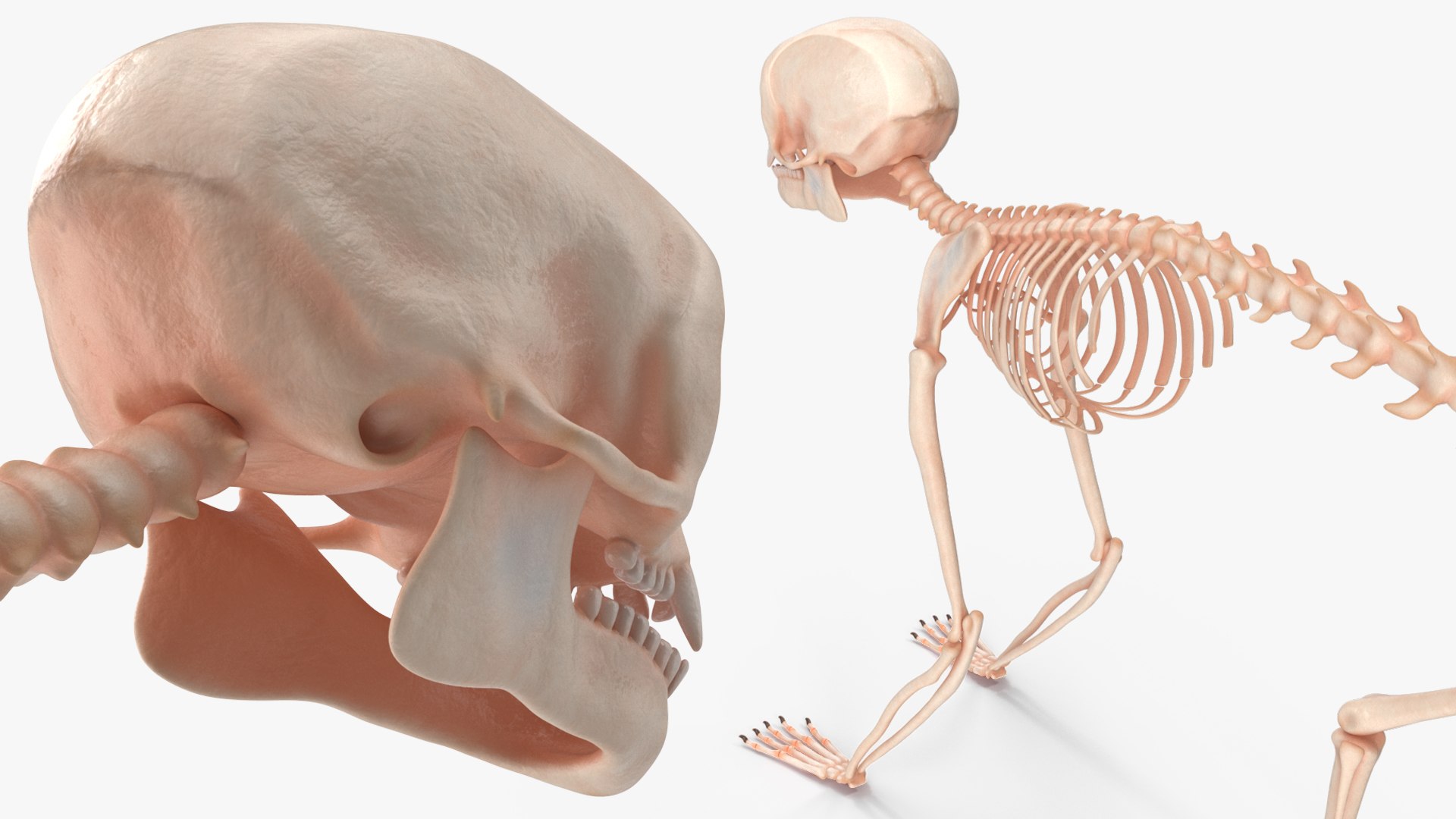 3D Common Marmoset Monkey Skeleton Crawling - TurboSquid 2310328