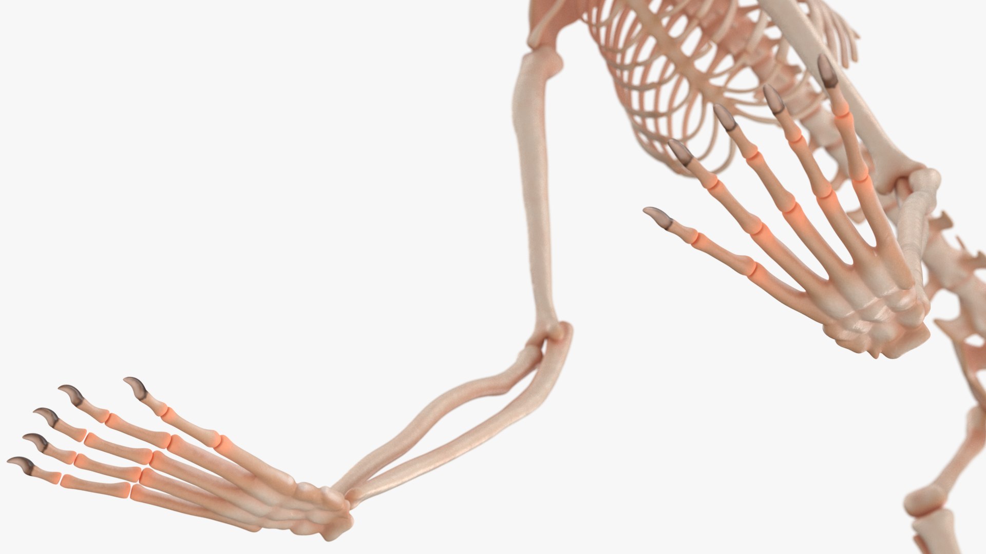 3D Common Marmoset Monkey Skeleton Crawling - TurboSquid 2310328