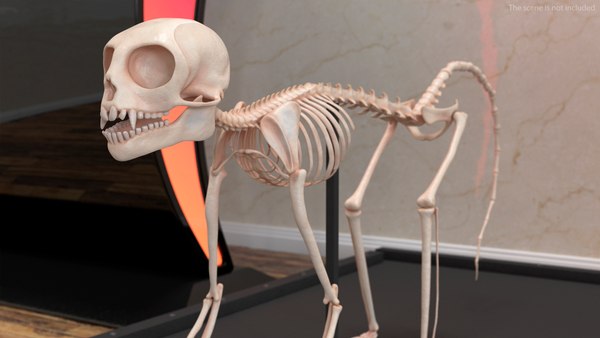 modelo 3d Esqueleto de mono tití común arrastrándose - TurboSquid 2310328