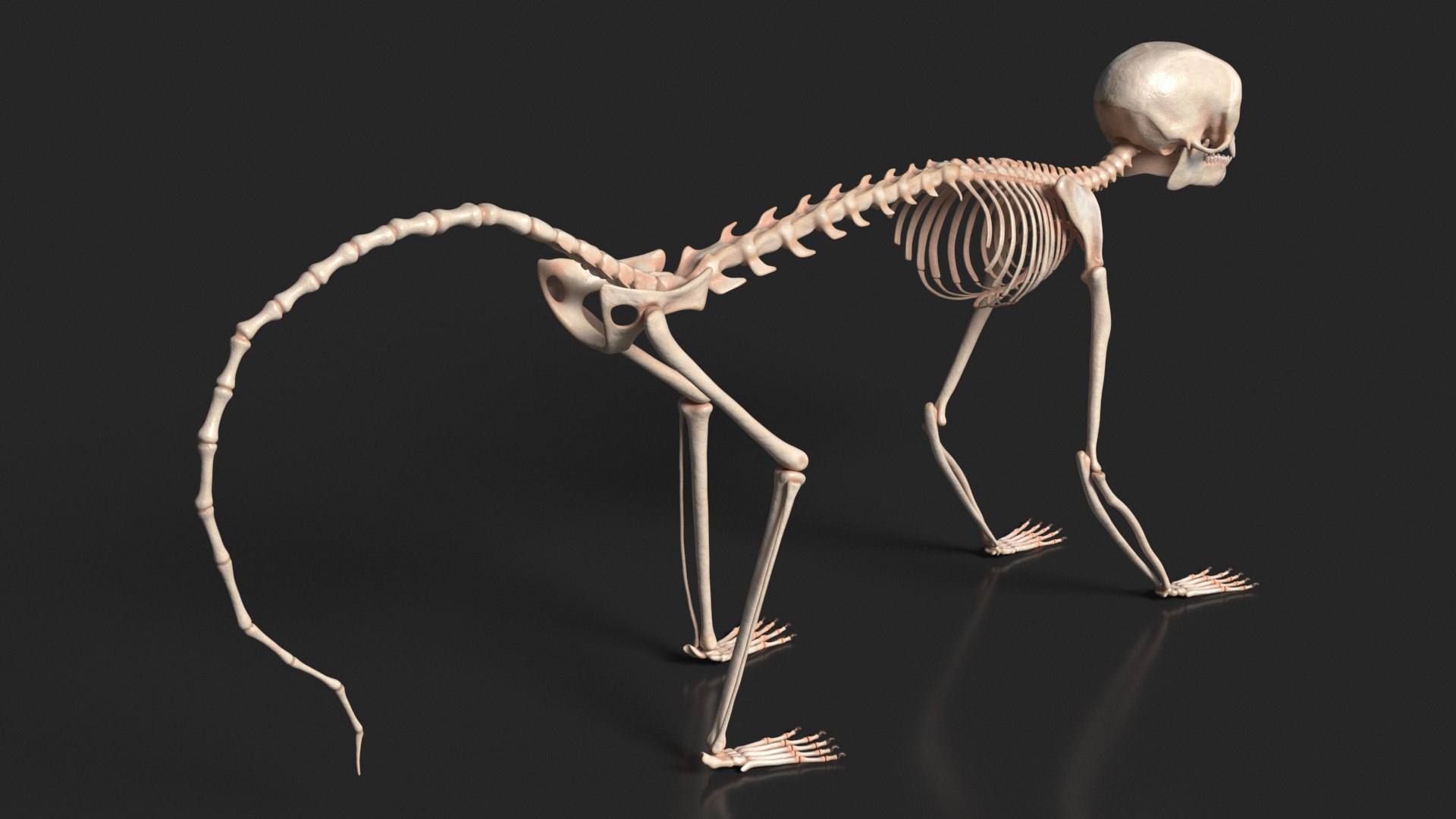 3D Common Marmoset Monkey Skeleton Crawling - TurboSquid 2310328