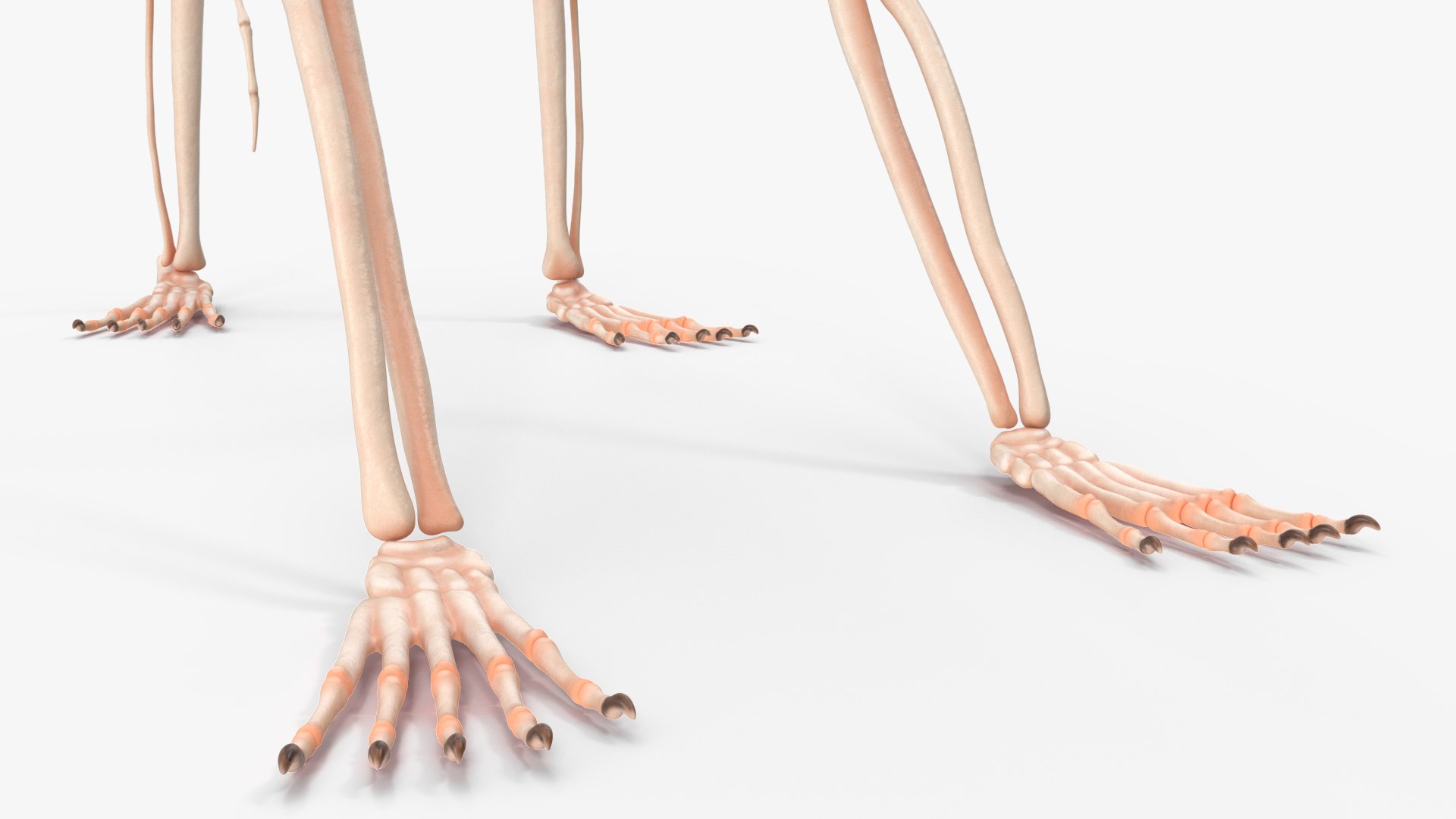 3D Common Marmoset Monkey Skeleton Crawling - TurboSquid 2310328