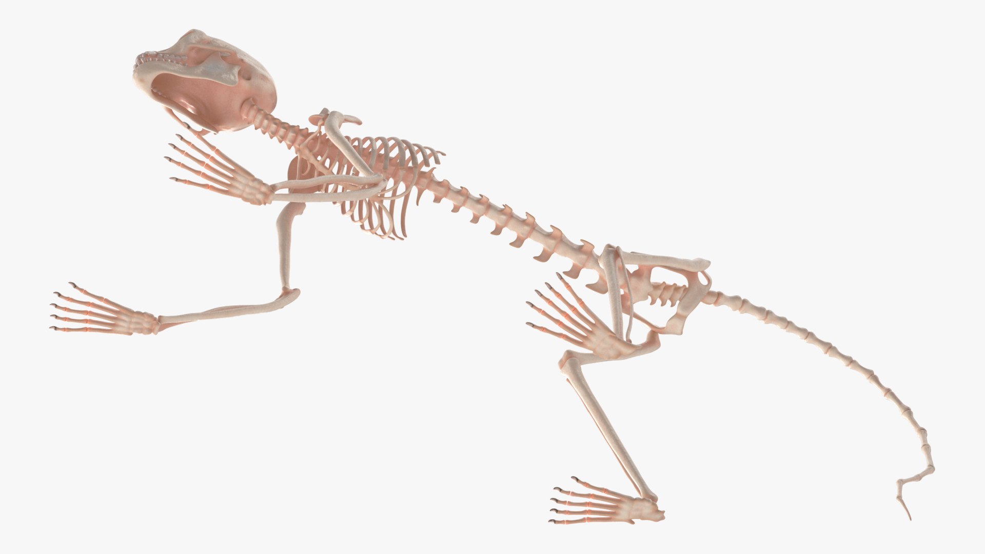 3D Common Marmoset Monkey Skeleton Crawling - TurboSquid 2310328