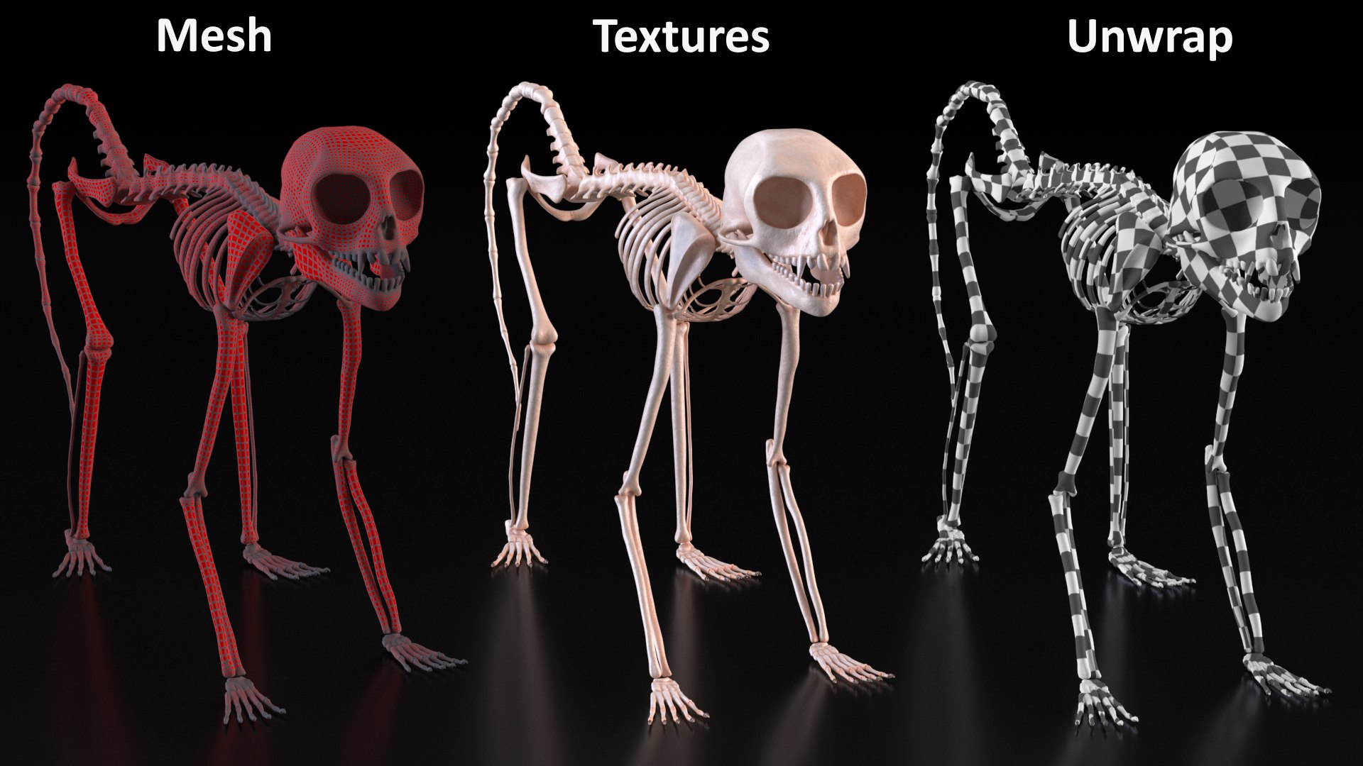 3D Common Marmoset Monkey Skeleton Crawling - TurboSquid 2310328
