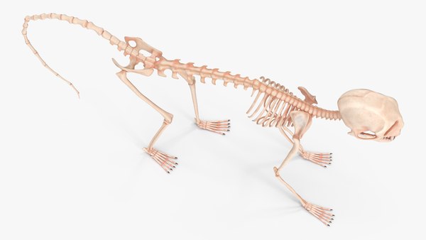 modelo 3d Esqueleto de mono tití común arrastrándose - TurboSquid 2310328