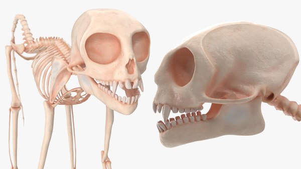 modelo 3d Esqueleto de mono tití común arrastrándose - TurboSquid 2310328