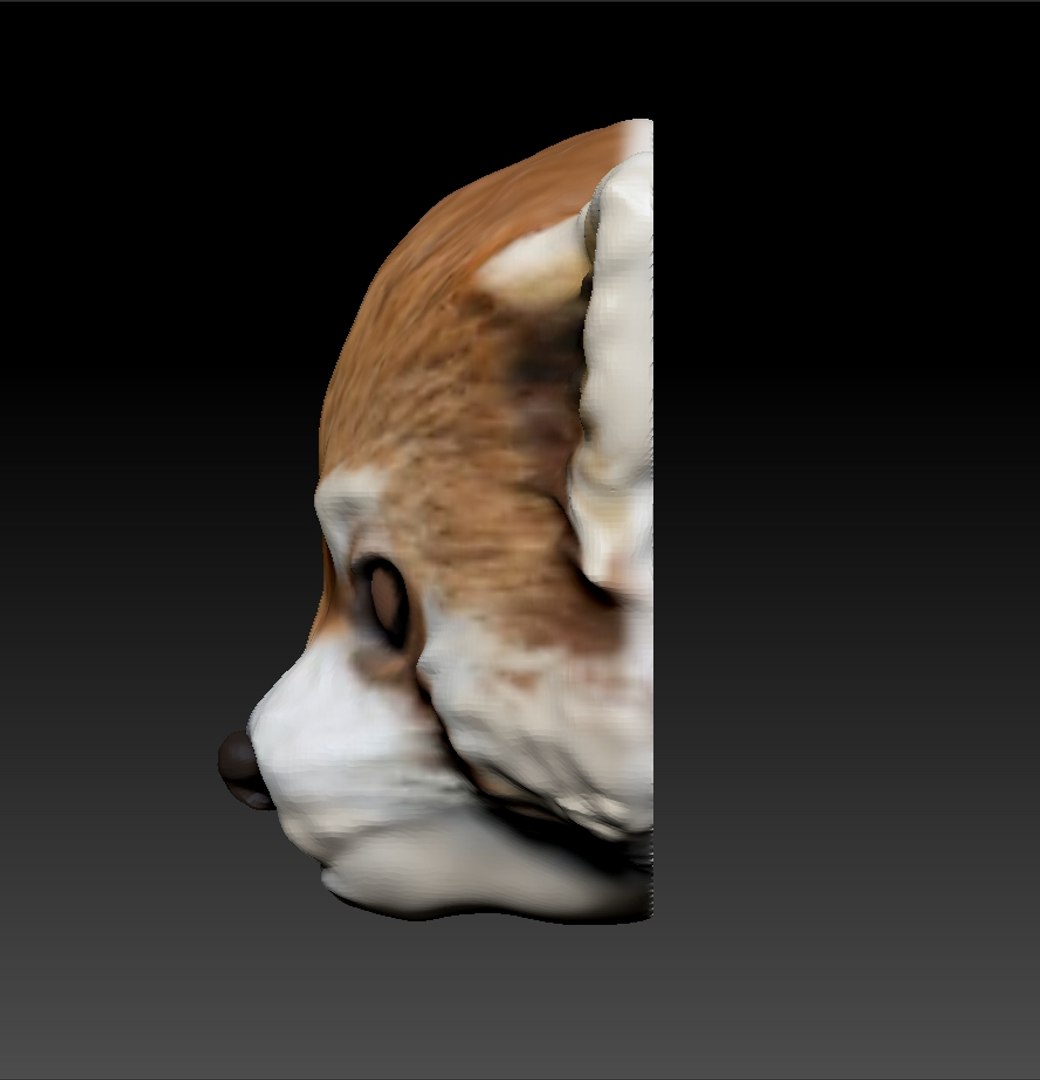 3D Red Panda Head - TurboSquid 1231872