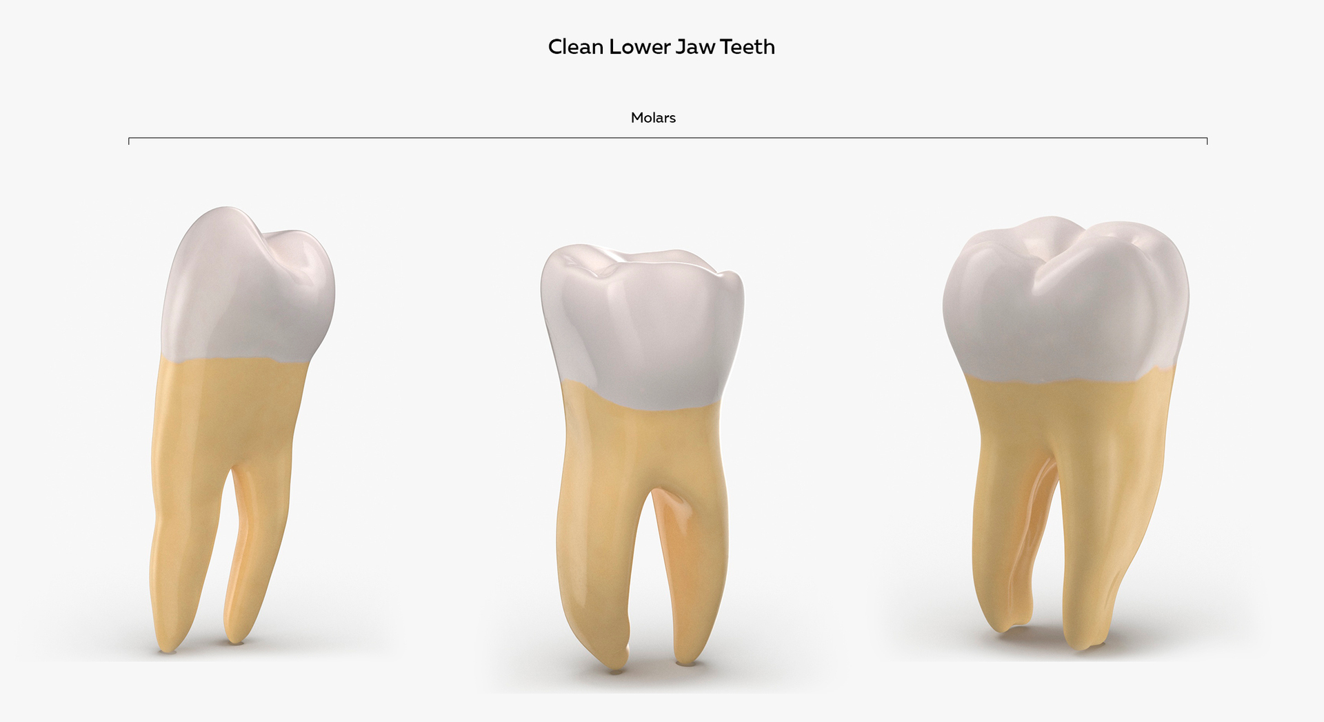 3D model Human Teeth Collection 01 - 43 models - TurboSquid 1753765