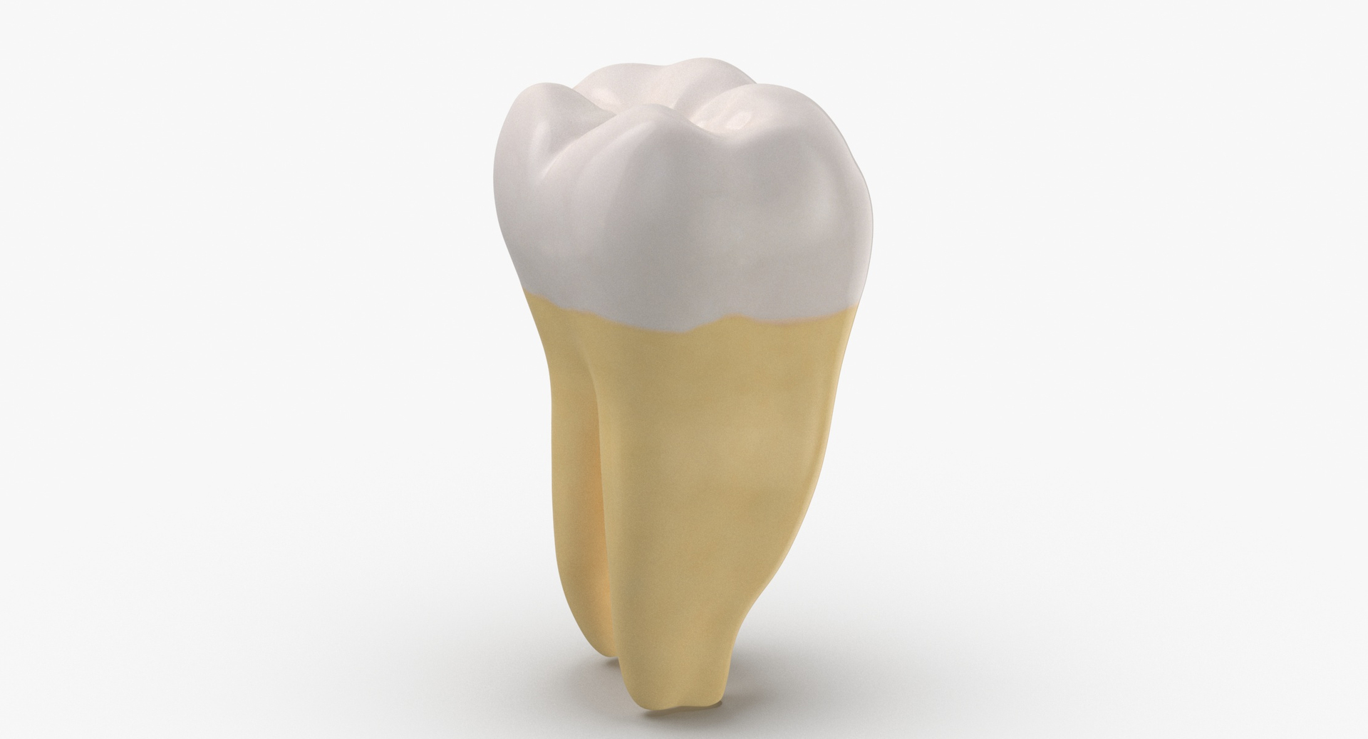 Human Teeth Collection 01-43 모델 3D 모델 - TurboSquid 1753765