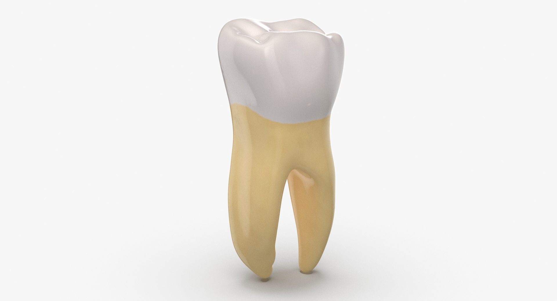 3D model Human Teeth Collection 01 - 43 models - TurboSquid 1753765