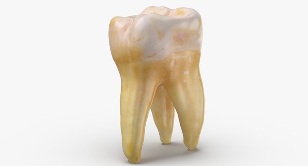 3D model Human Teeth Collection 01 - 43 models - TurboSquid 1753765