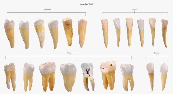 3D model Human Teeth Collection 01 - 43 models - TurboSquid 1753765