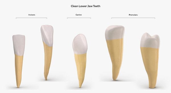 3D model Human Teeth Collection 01 - 43 models - TurboSquid 1753765