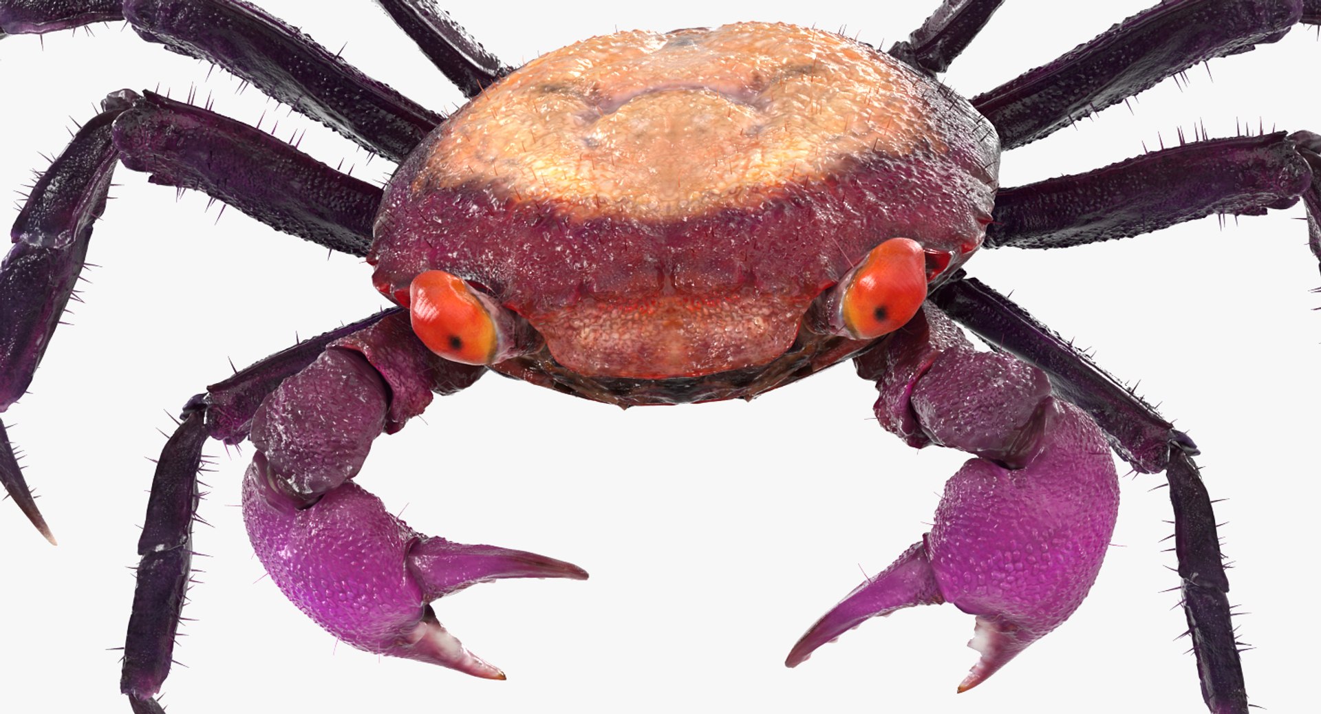 vampire crab geosesarma dennerle 3d x