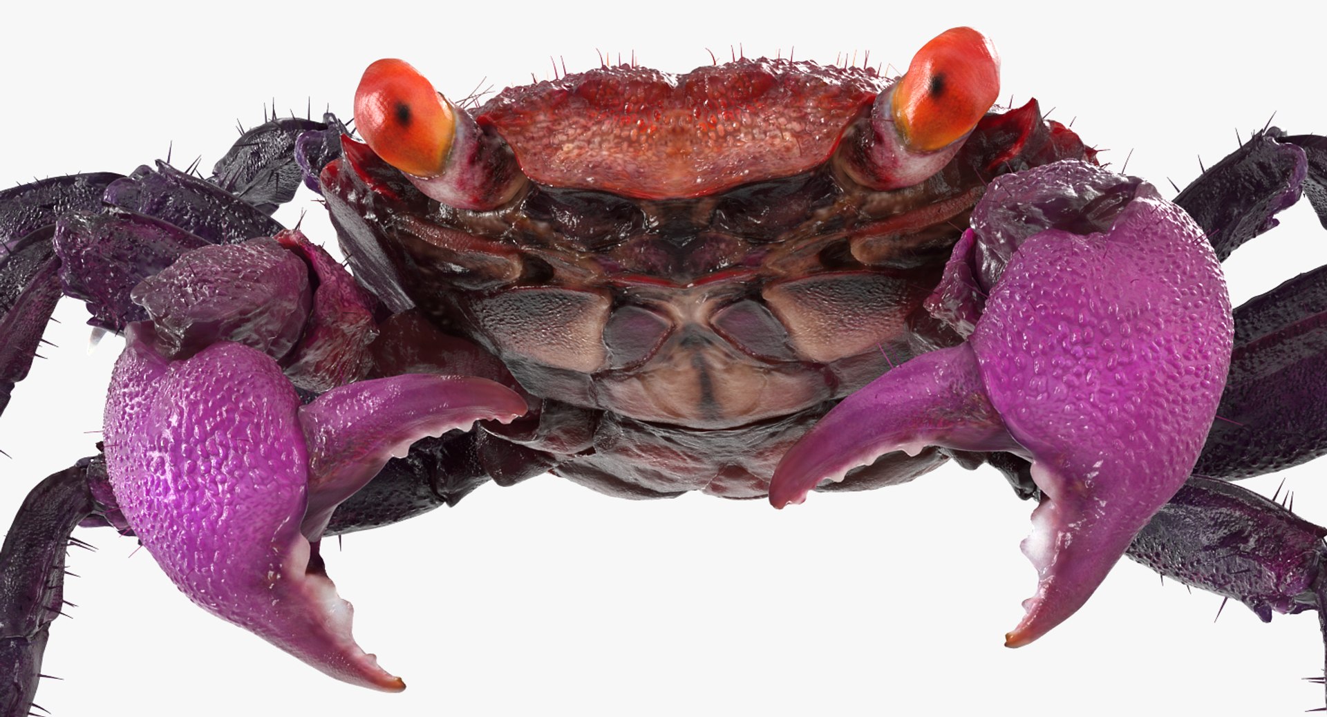 vampire crab geosesarma dennerle 3d x