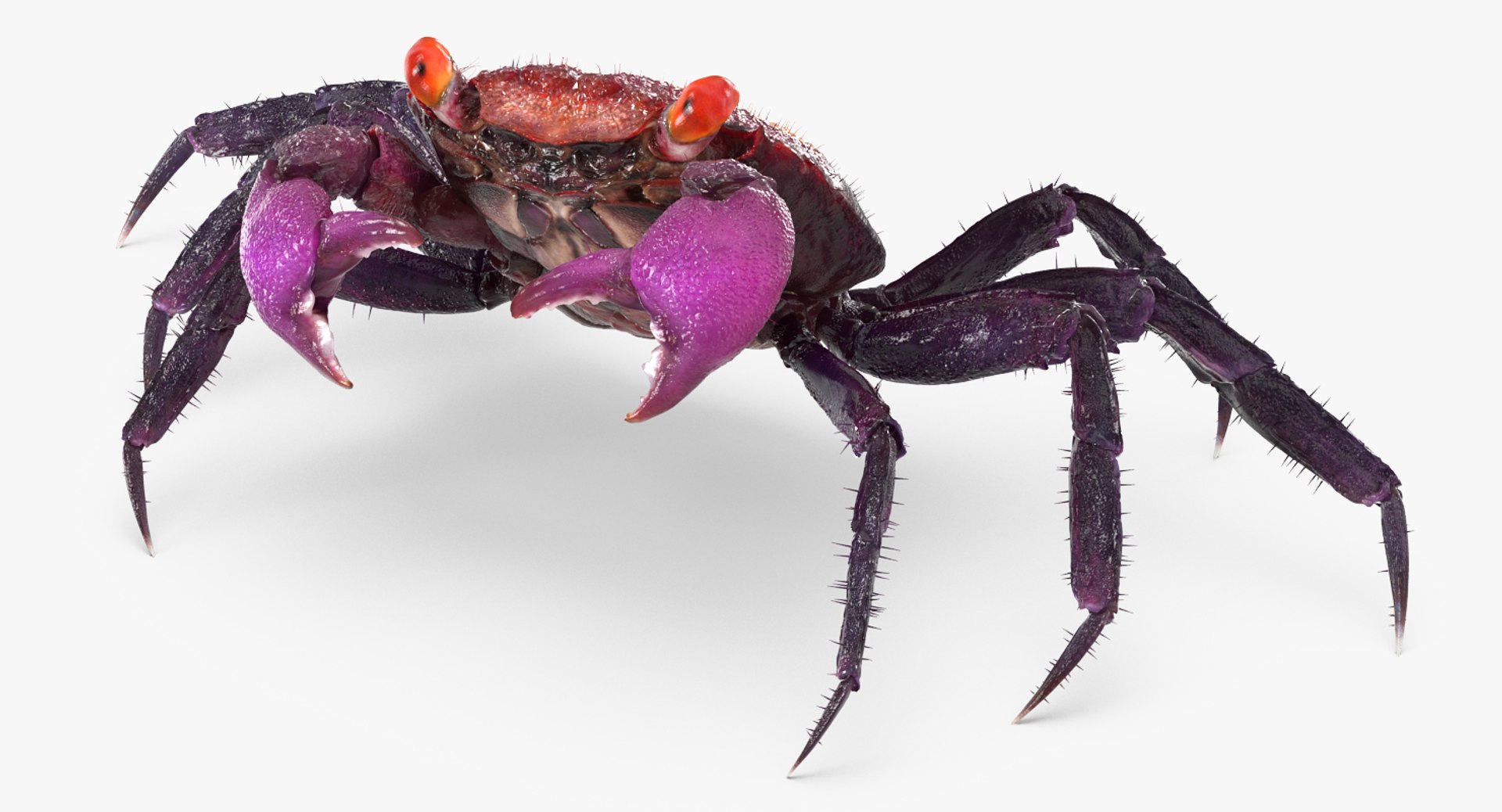 vampire crab geosesarma dennerle 3d x