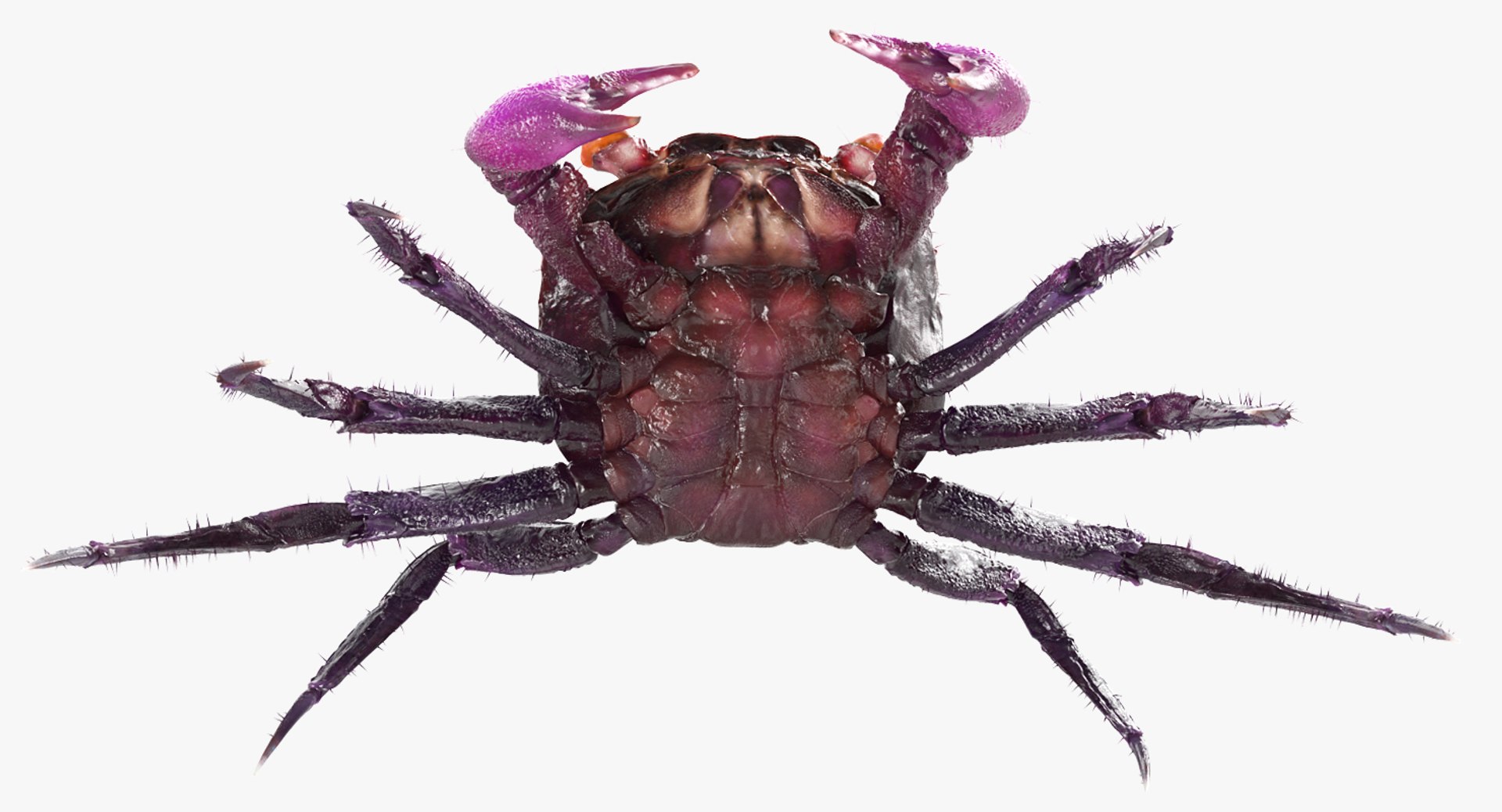 vampire crab geosesarma dennerle 3d x