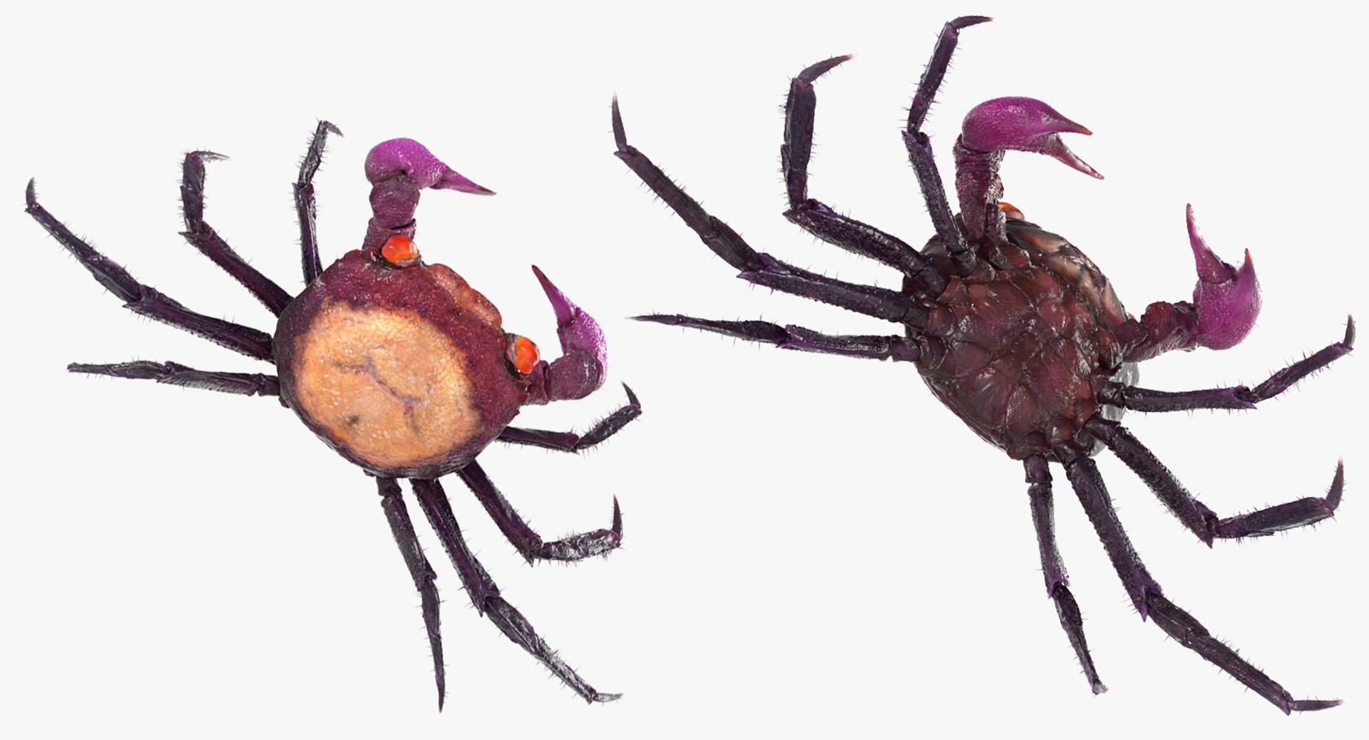 vampire crab geosesarma dennerle 3d x